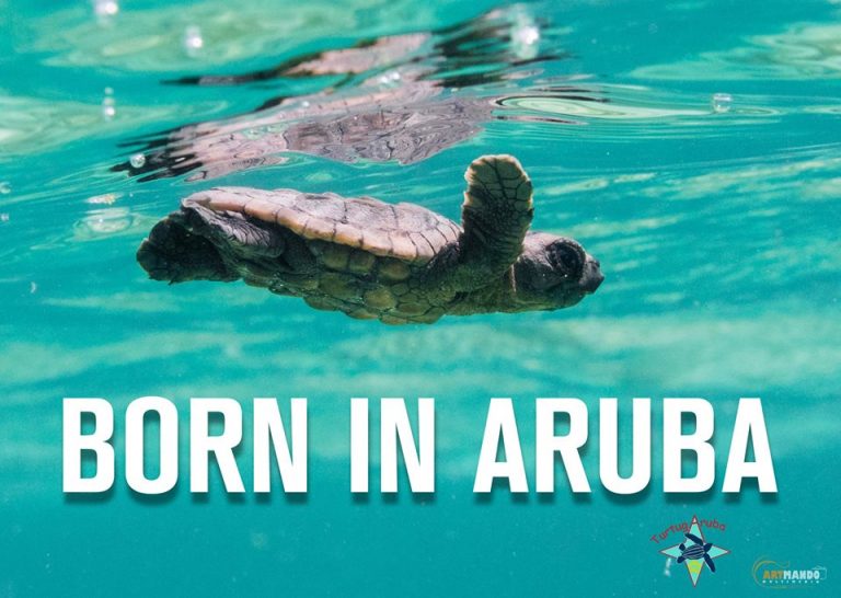 How You Can Help Aruba's Sea Turtles | Visit Aruba Blog