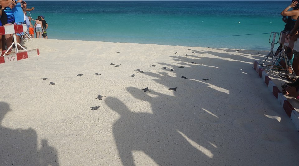 How You Can Help Aruba's Sea Turtles | Visit Aruba Blog