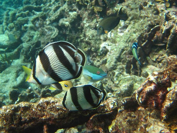 Mangroves and Wildlife: Environmental Awareness from Aruba Pt. II ...