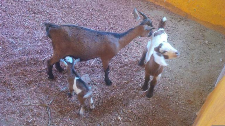 Philip's Celebrates Animal Day! | Visit Aruba Blog