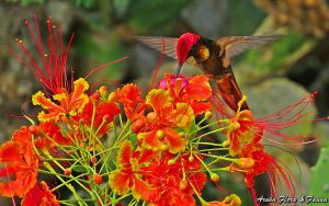 Discover the Colorful Flora of Aruba | Visit Aruba Blog