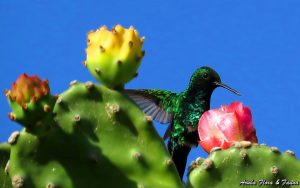 Discover the Colorful Flora of Aruba | Visit Aruba Blog