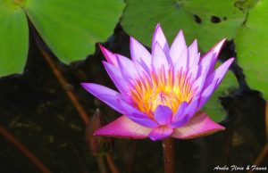 Discover the Colorful Flora of Aruba | Visit Aruba Blog