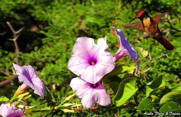 Discover the Colorful Flora of Aruba | Visit Aruba Blog
