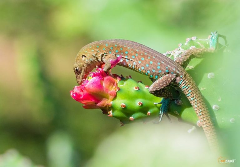 Discover the Colorful Flora of Aruba | Visit Aruba Blog
