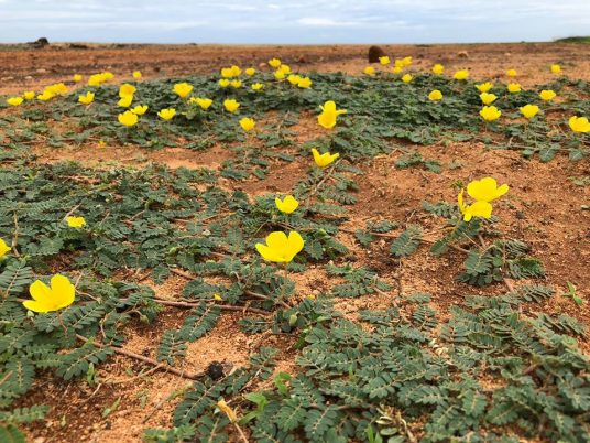 Discover the Colorful Flora of Aruba | Visit Aruba Blog