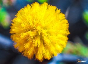 Discover the Colorful Flora of Aruba | Visit Aruba Blog