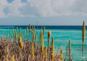 Discover the Colorful Flora of Aruba | Visit Aruba Blog
