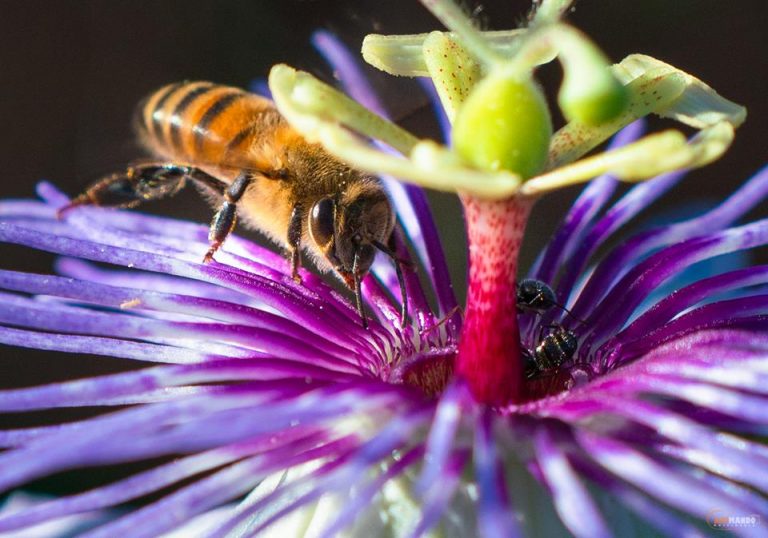 Discover the Colorful Flora of Aruba | Visit Aruba Blog