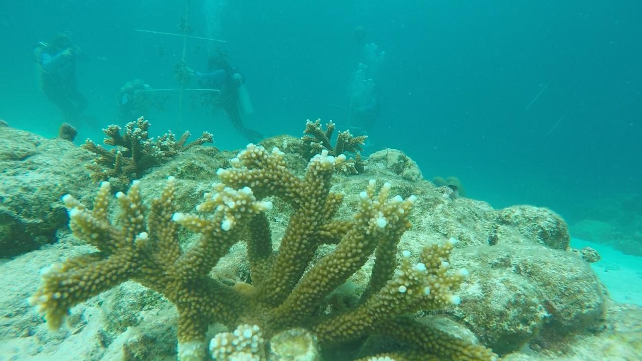 Aruba's ScubbleBubbles Foundation to the Rescue! | Visit Aruba Blog