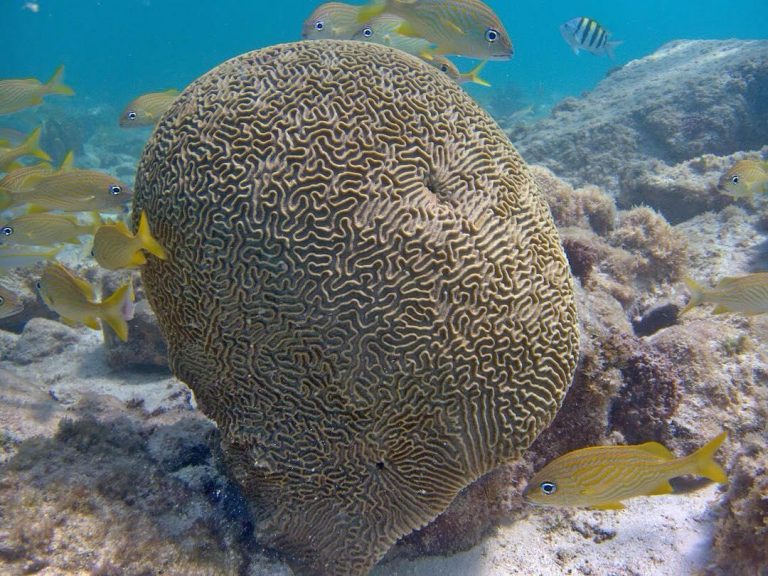 Aruba Baewatch: Animals Who Like to Hang by the Beach | Visit Aruba Blog