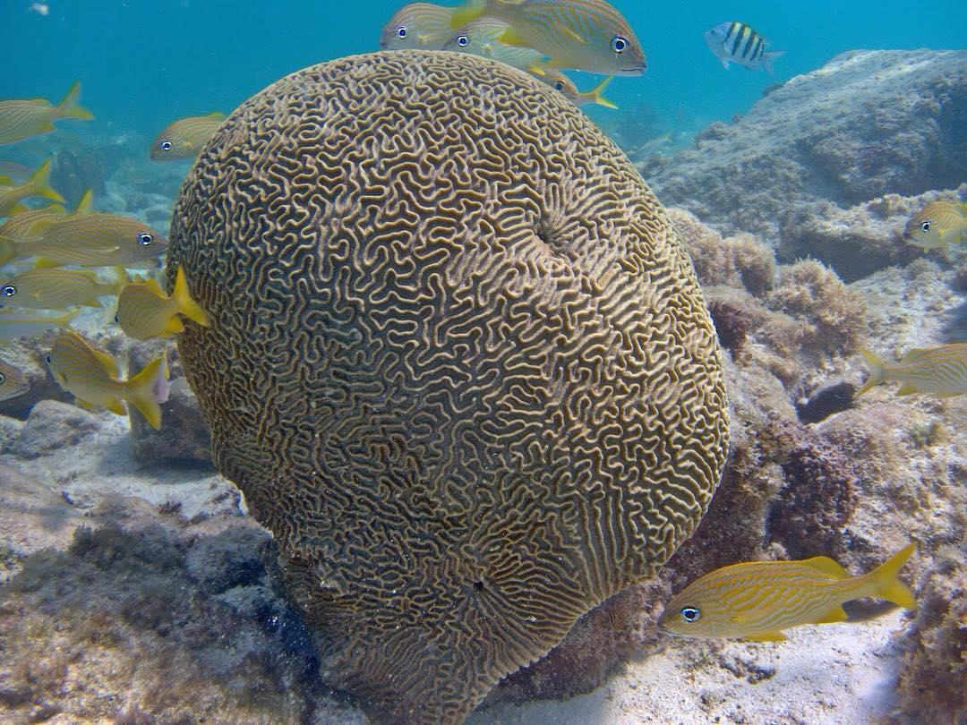 Aruba Baewatch: Animals Who Like to Hang by the Beach | Visit Aruba Blog