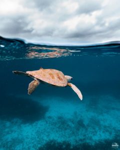 Aruba Baewatch: Animals Who Like to Hang by the Beach | Visit Aruba Blog