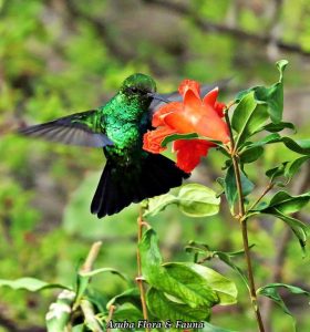 Meet the Animals That Live the Island Life in Aruba | Visit Aruba Blog