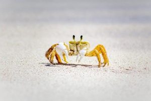 Meet the Animals That Live the Island Life in Aruba | Visit Aruba Blog