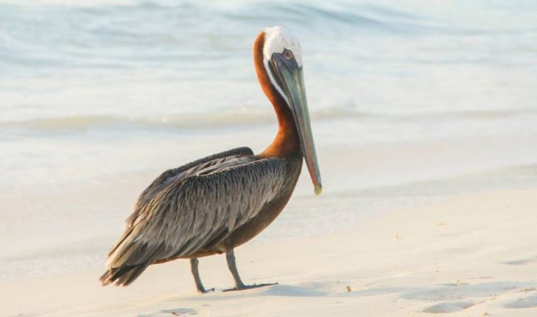 Meet the Animals That Live the Island Life in Aruba | Visit Aruba Blog