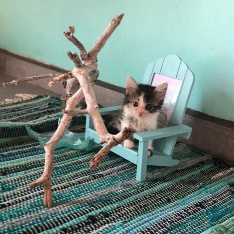 Meet the Animals That Live the Island Life in Aruba | Visit Aruba Blog