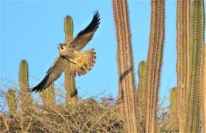 Meet the Animals That Live the Island Life in Aruba | Visit Aruba Blog