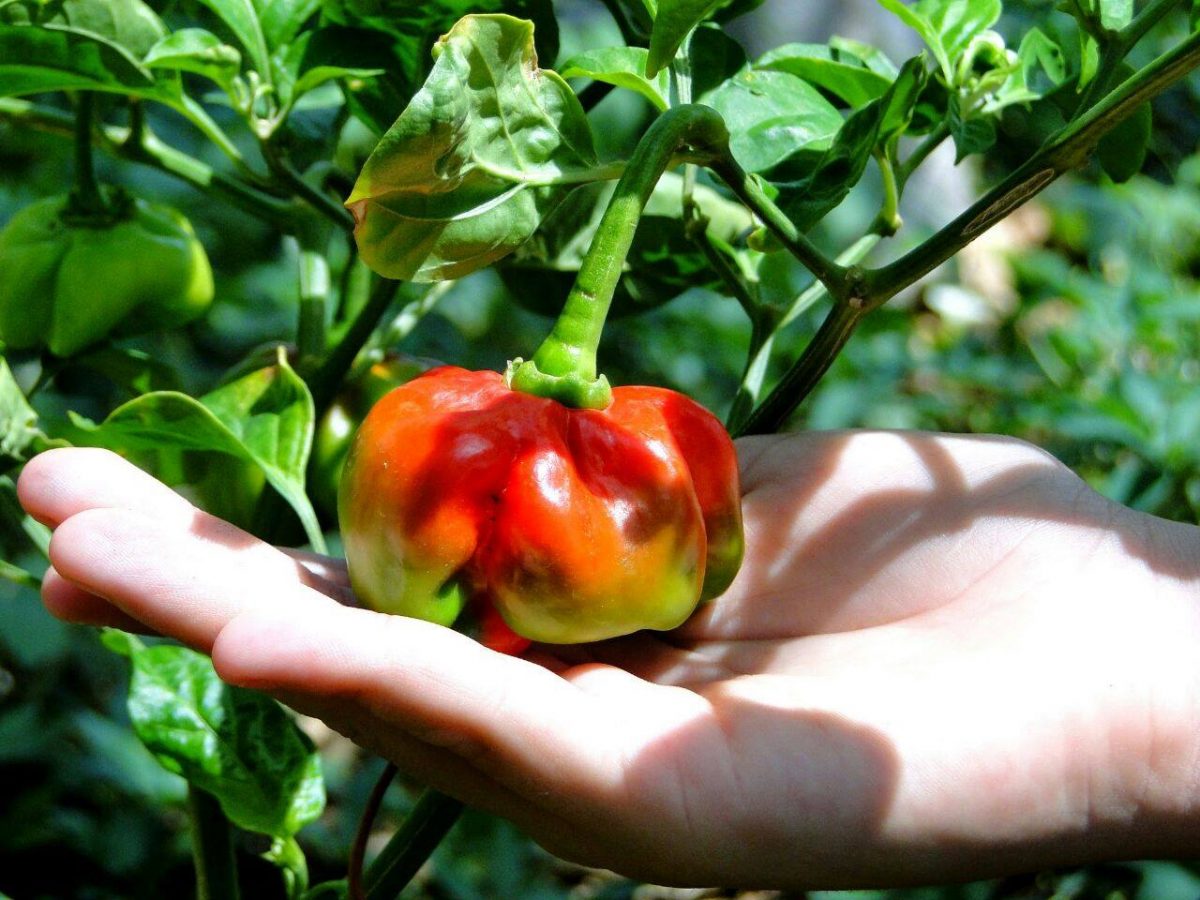 Bring Aruba to Your Table: Dining with a Local Touch | Visit Aruba Blog