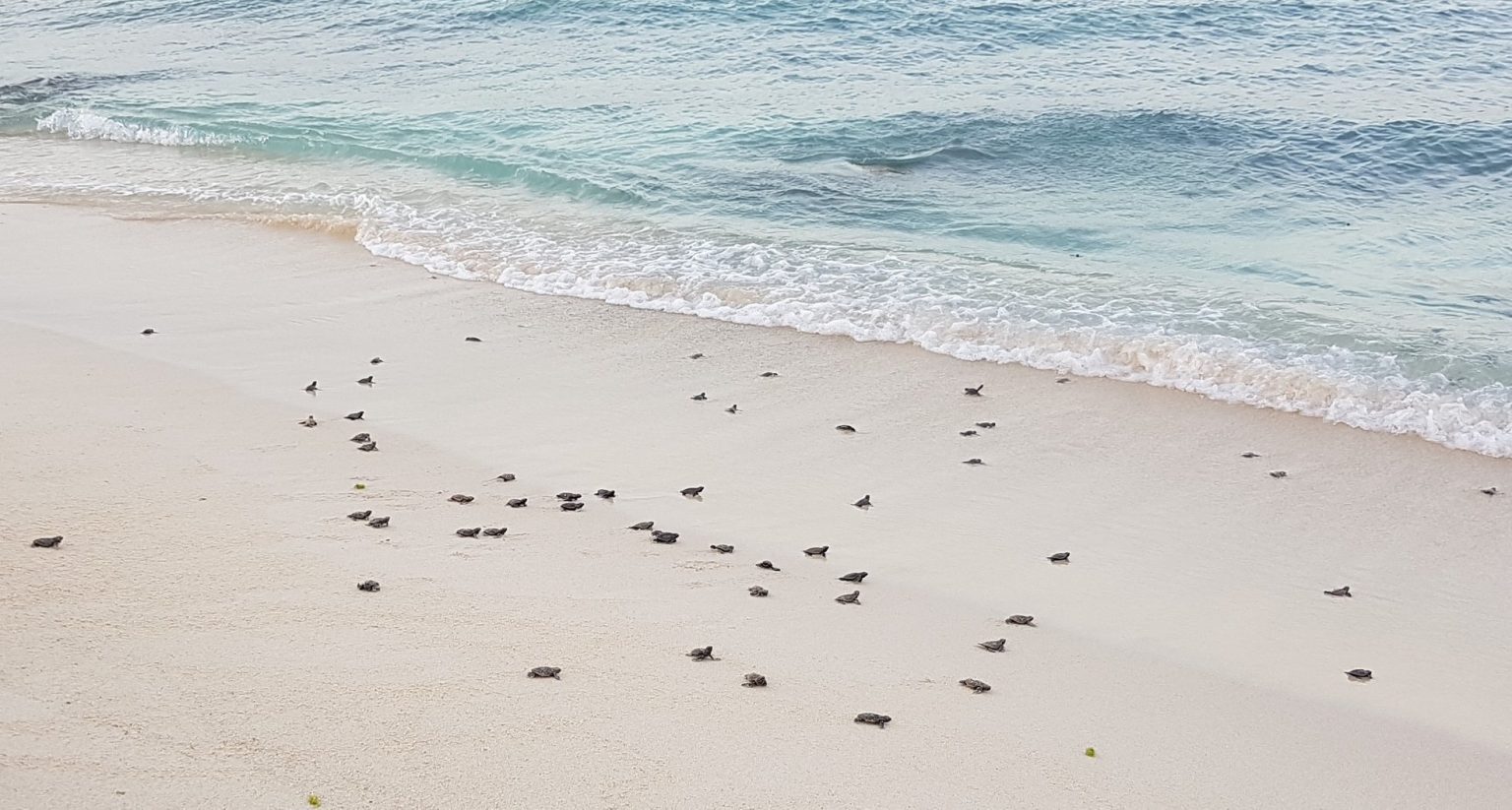 Sea Turtles: Aruba’s Earliest Visitors | Visit Aruba Blog
