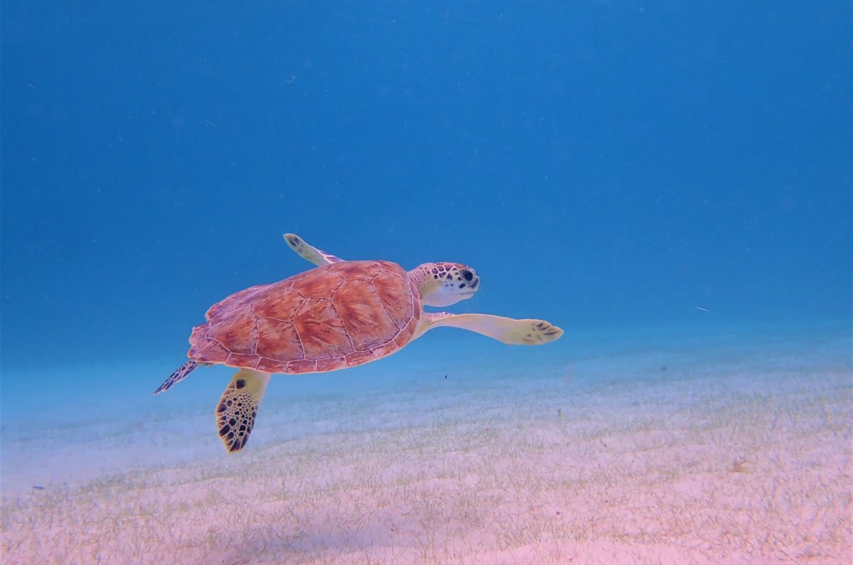 Summertime Family Fun in Aruba | Visit Aruba Blog