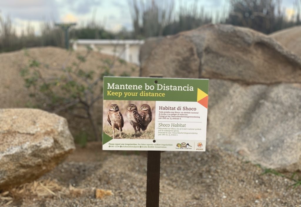 Meet Aruba’s Burrowing Owl: The Shoco | Visit Aruba Blog