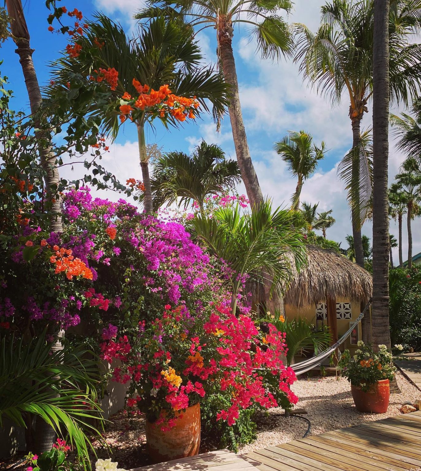 Vibrant and Colorful Flora Found Blooming in Aruba | Visit Aruba Blog