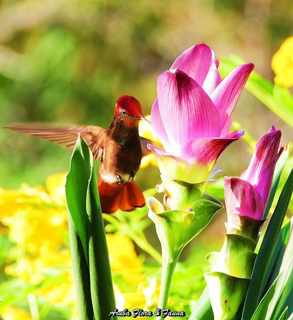 Vibrant and Colorful Flora Found Blooming in Aruba | Visit Aruba Blog