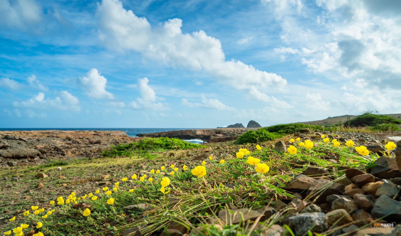 Vibrant and Colorful Flora Found Blooming in Aruba | Visit Aruba Blog