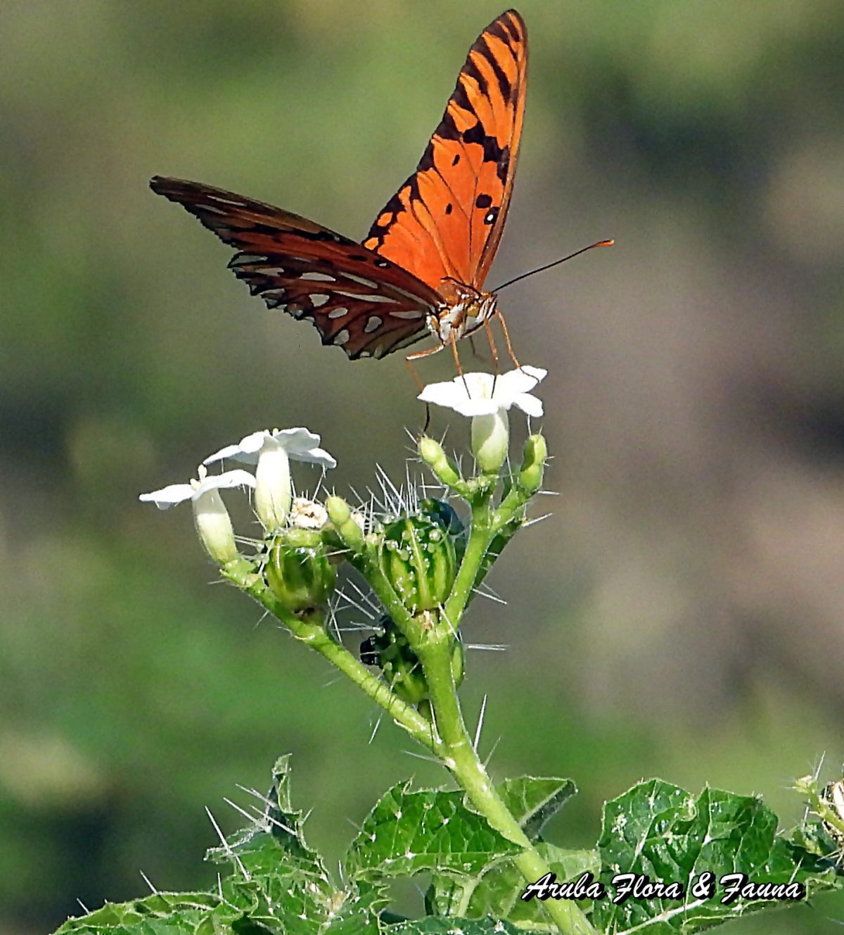 Vibrant and Colorful Flora Found Blooming in Aruba | Visit Aruba Blog