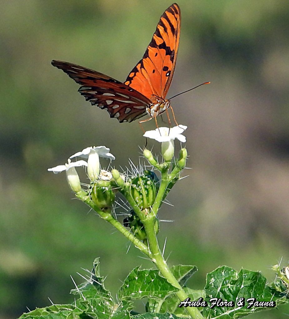 Vibrant and Colorful Flora Found Blooming in Aruba | Visit Aruba Blog