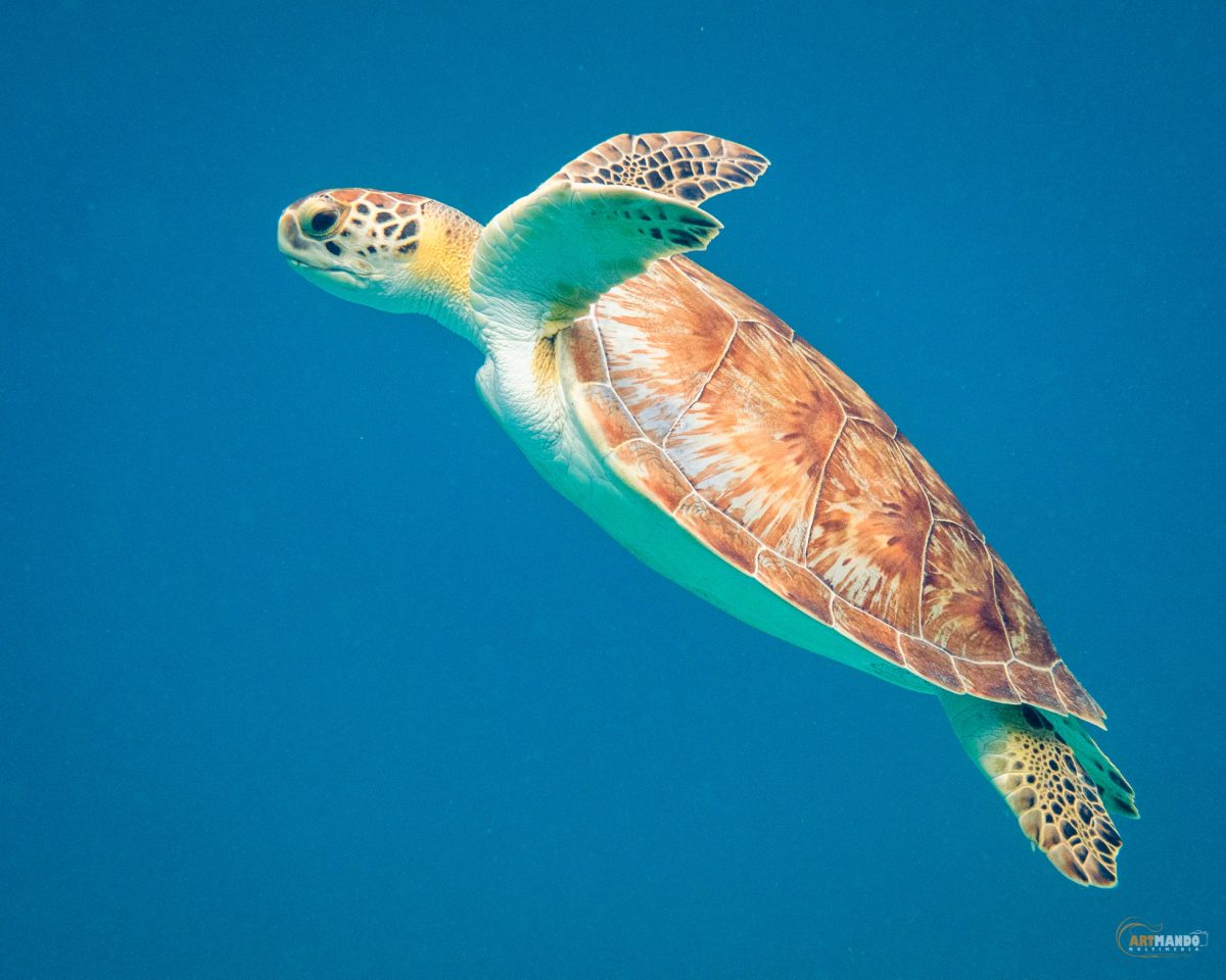 Aruba Bucket List Ideas and Things to Do | Visit Aruba Blog