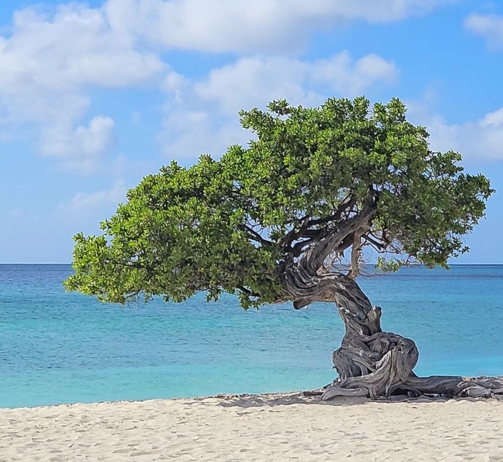 Visit Aruba - vacations in Aruba, Hotels, travel information, beaches ...
