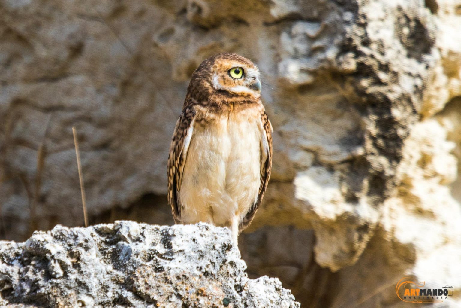 Eco-Friendly Wildlife Watching in Aruba: How to Respect Nature’s Beauty ...