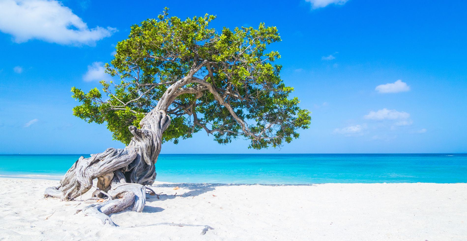 Aruba Flora and Fauna - wildlife, trees and nature - VisitAruba.com