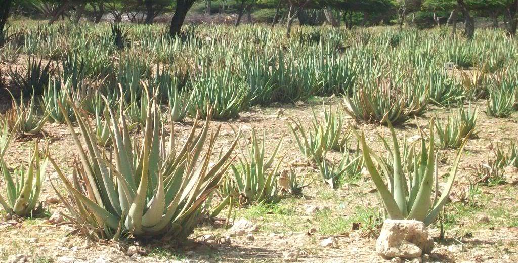 Aruba Flora and Fauna - wildlife, trees and nature - VisitAruba.com