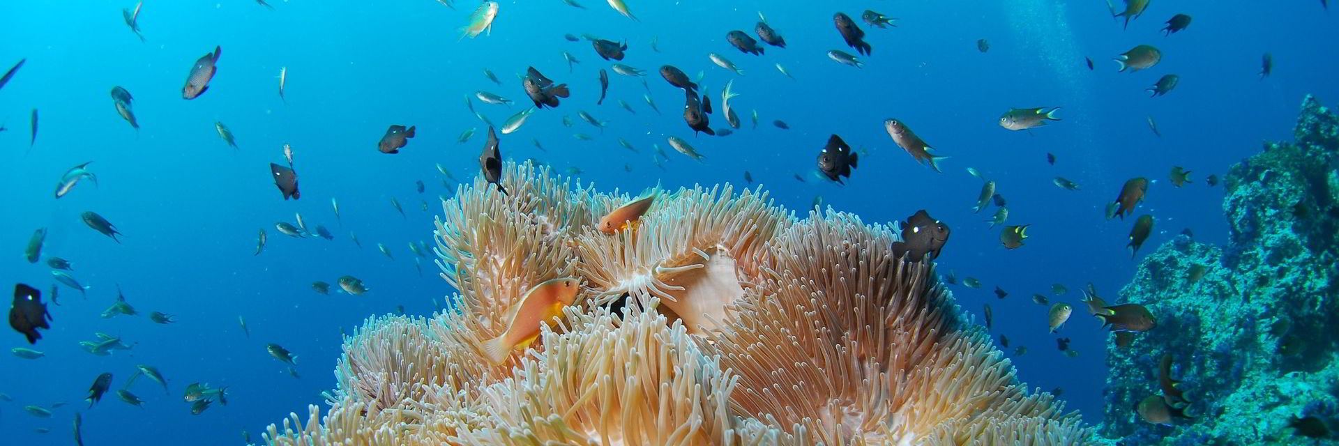 Aruba Scuba diving, PADI courses, resort courses, dive operators ...