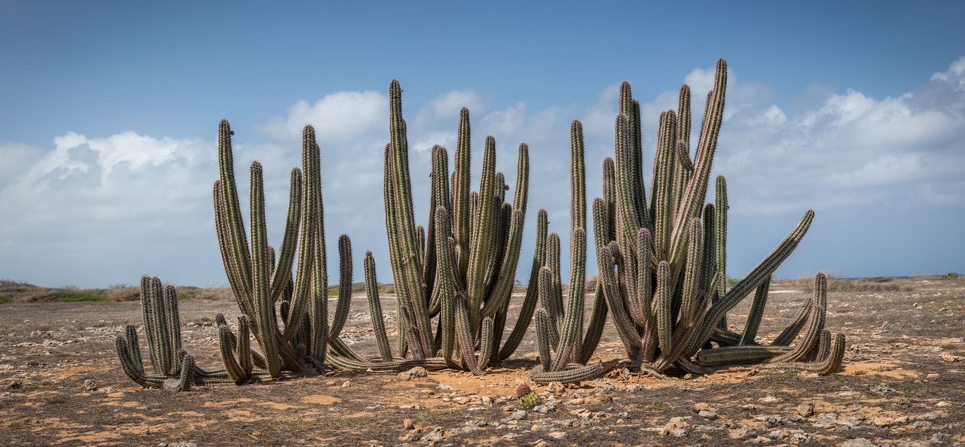 Island Tours in Aruba - VisitAruba.com