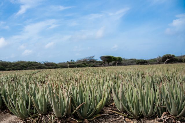 The Aruba Aloe plant offering fun and educational tours for locals and ...