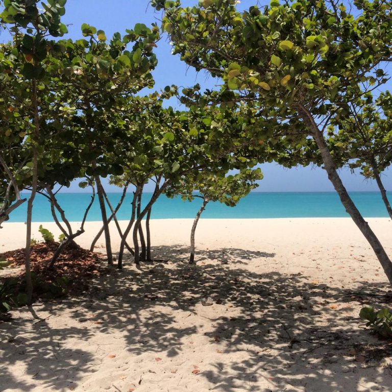 aruba-island-fofoti-tree.jpg | VisitAruba News