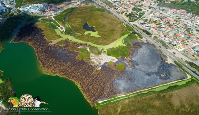 Aruba Left Devastated After Bubali Bird Sanctuary Catches Fire ...