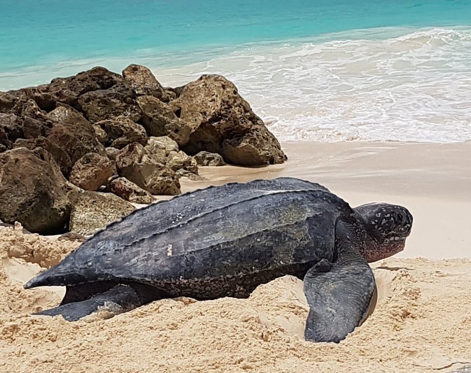 Leatherback Sea Turtle Nesting Event Spotted on Aruba’s Shore ...