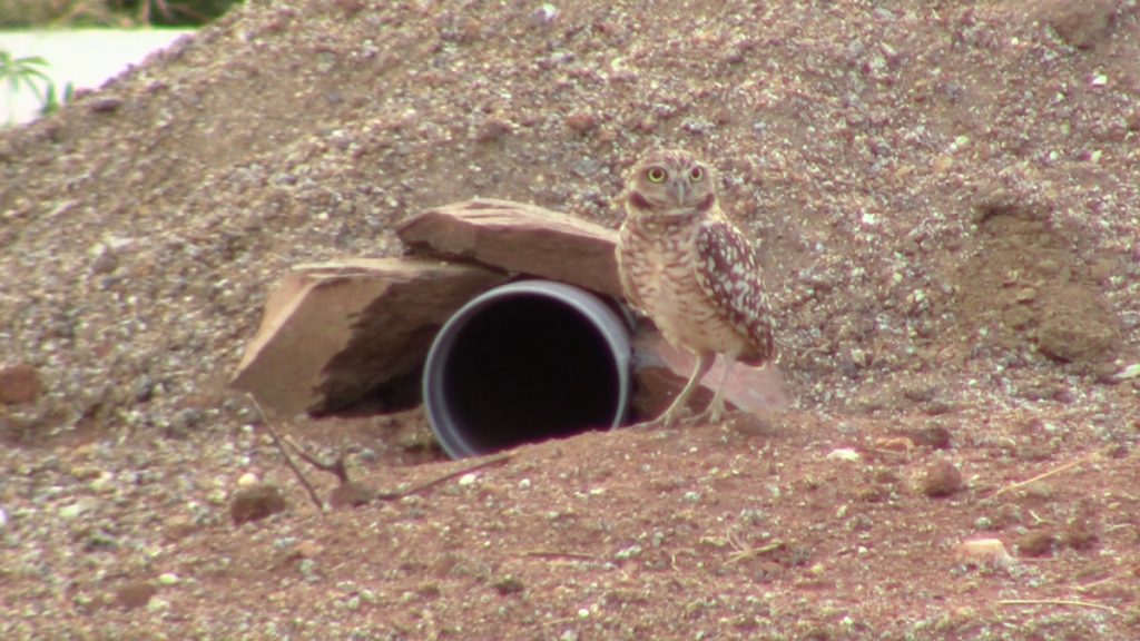 VisitAruba Collaborates with Aruba National Park Foundation for Shoco ...